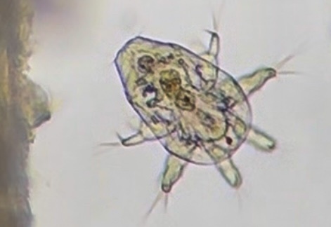 Copepods from SW 130th Ave, Miami, FL, US on December 16, 2023 at 03:37 ...