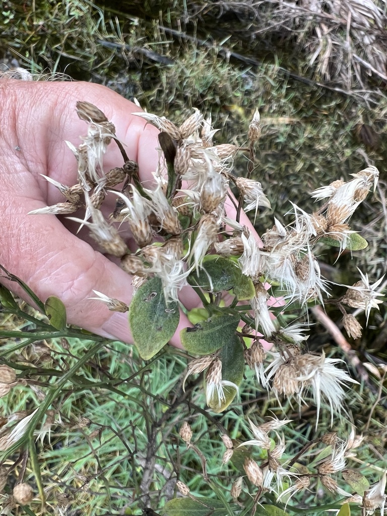 groundsel tree from Stuart Beach, Stuart, FL, US on December 16, 2023 ...