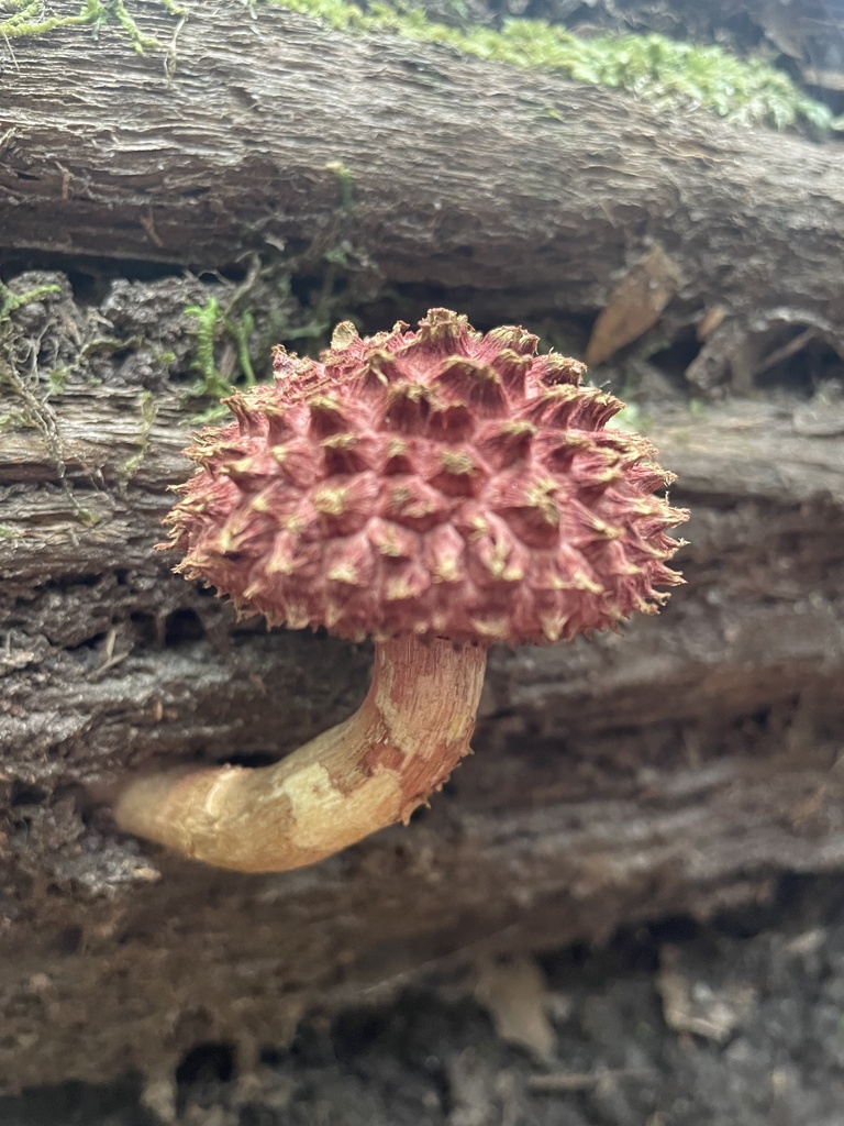 Boletellus from Royal National Park, Royal National Park, NSW, AU on ...