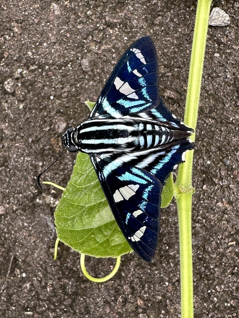 Azeta Skipper from Finca Heimatlos on December 7, 2023 at 10:47 AM by ...
