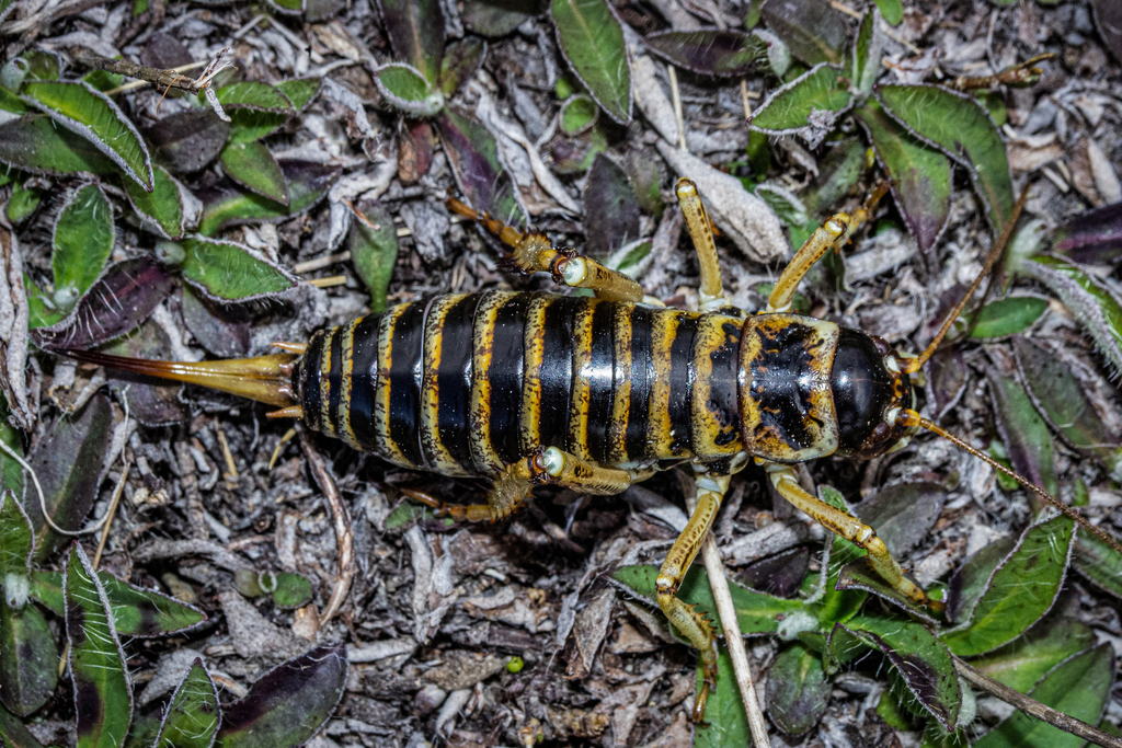Mountain Stone Weta from Omarama 9412, New Zealand on December 11, 2023 ...