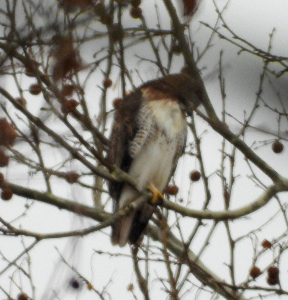 Eastern Red-tailed Hawk from Baxter County, AR, USA on December 16 ...