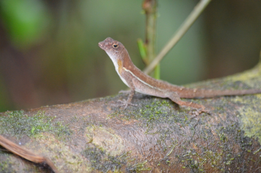 Many-scaled Anole from Puntarenas Province, Quepos, Costa Rica on ...