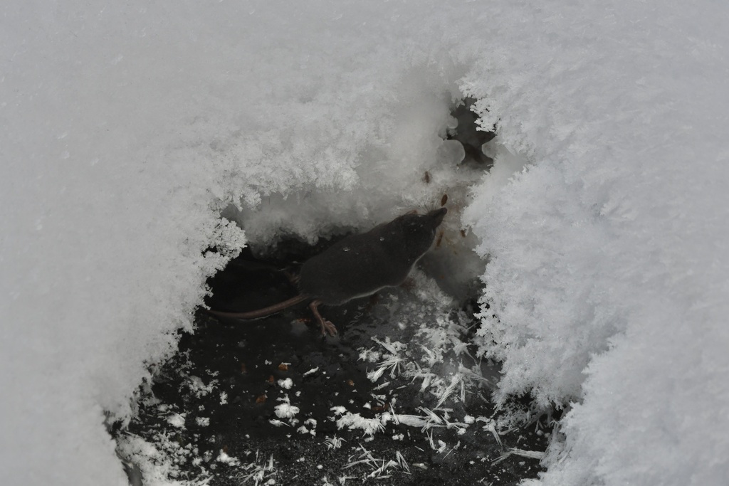 Western Water Shrew from Park County, WY, USA on December 16, 2023 at ...