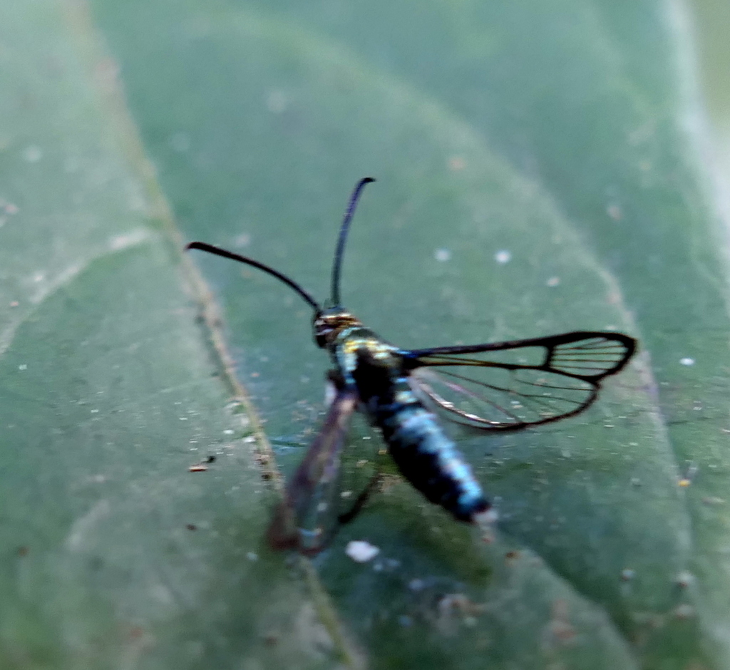 Butterflies and Moths from Zona rural de Paudalho - Pernambuco on ...