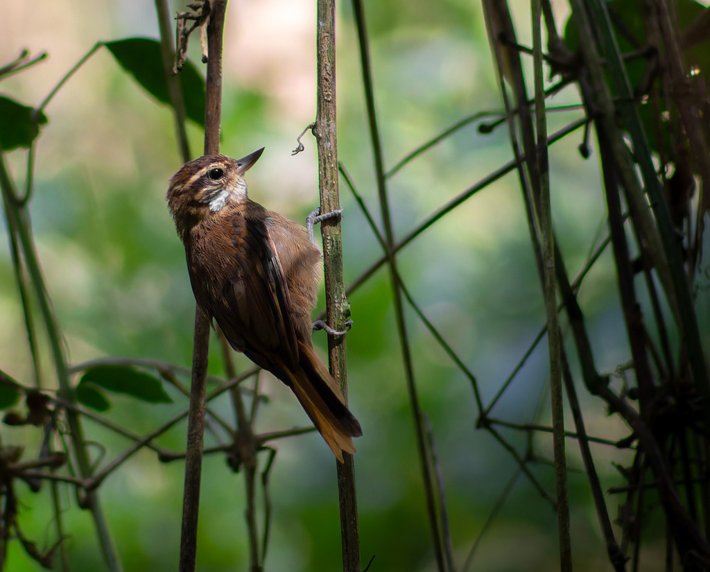 Plain Xenops from Ubatuba, SP, Brasil on December 15, 2023 at 09:36 AM ...