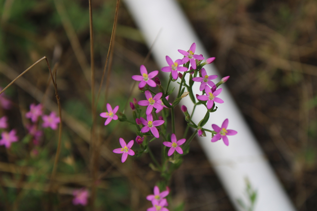 Centauries from McCommas Bluff - Dallas County Nature Preserve on May ...