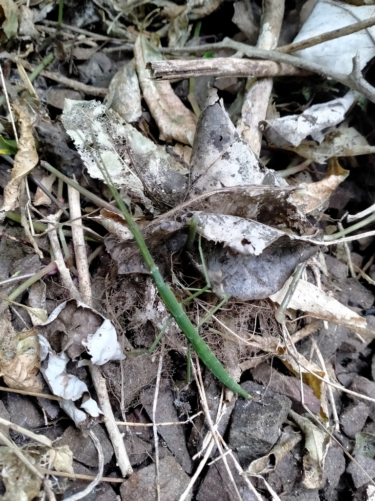 Smooth Stick Insect from Island Bay, Wellington 6023, New Zealand on ...