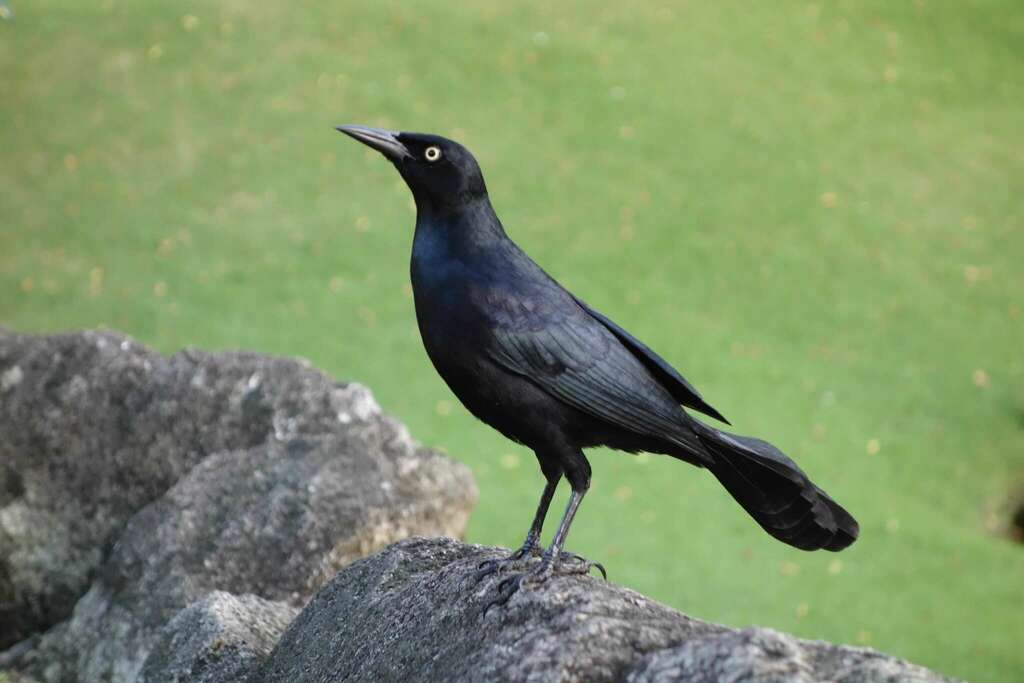 Greater Antillean Grackle from Tejas, Yabucoa 00767, Puerto Rico on ...