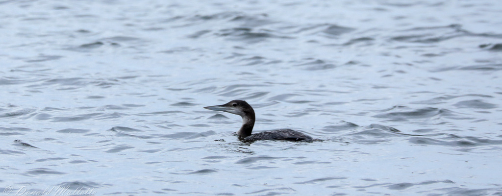 Loons from Hudson, FL 34667, USA on December 15, 2023 at 04:09 PM by ...