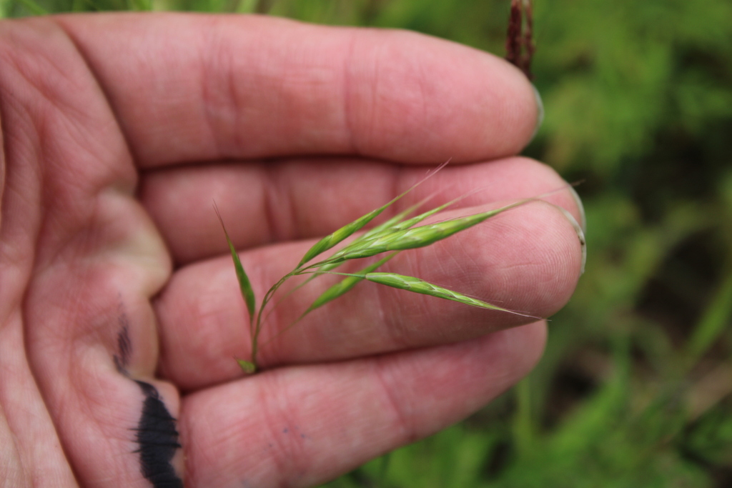 Japanese brome from McCommas Bluff - Dallas County Nature Preserve on ...