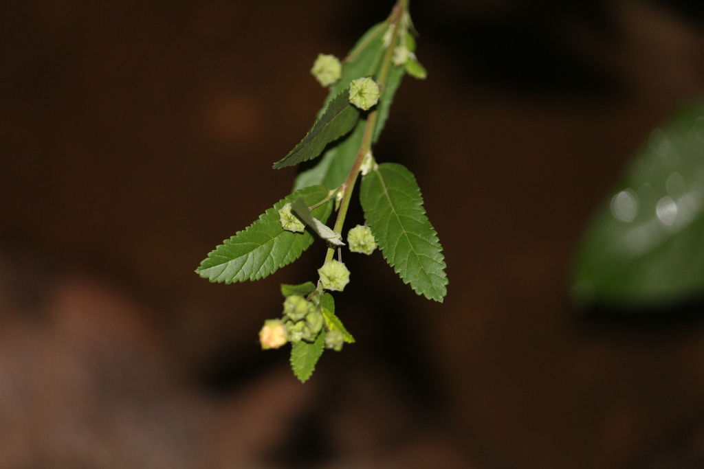 flannel weed from Carletonville, 2499, South Africa on December 16 ...