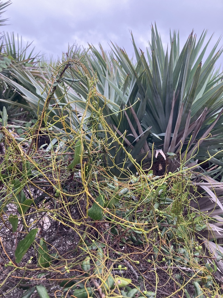 laurel dodder from Loggerhead Park, Juno Beach, FL, US on December 16 ...