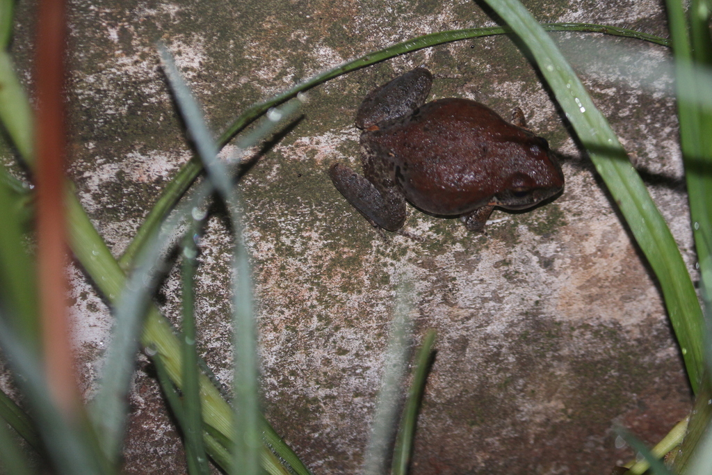 Natal sand frog from Carletonville, 2499, South Africa on December 16 ...