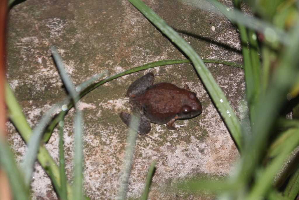 Natal sand frog from Carletonville, 2499, South Africa on December 16 ...