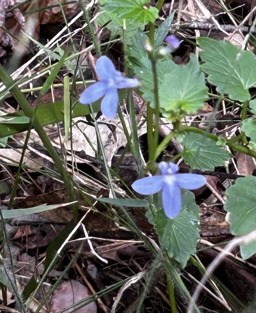 forest lobelia from Whian Whian State Conservation Area, Whian Whian ...