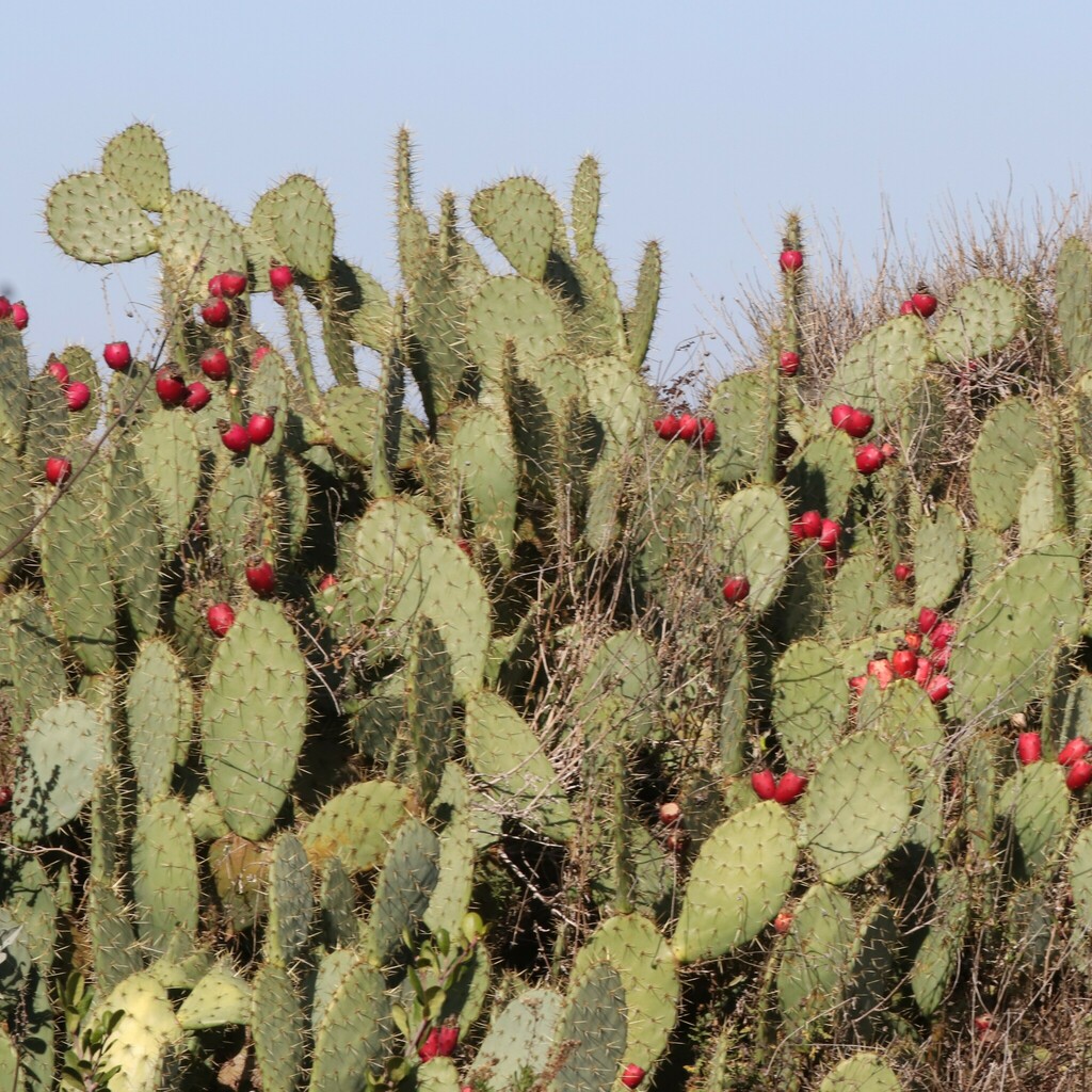 Prickly Pears from Ocean Beach, San Diego, CA, USA on December 13, 2023 ...