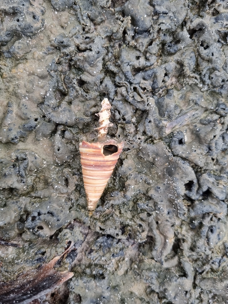 Telescopium telescopium from s3 on December 17, 2023 at 08:17 AM by ...