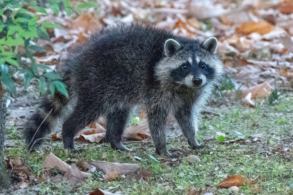 Common Raccoon from Chesterfield County, VA, USA on October 28, 2023 at ...