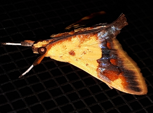 Agrotera pictalis · iNaturalist