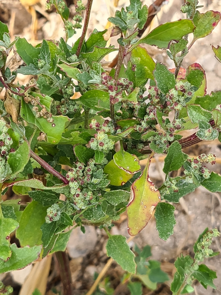 nettle-leaved goosefoot from JMV5+2V, 69393 San José Monte Verde, Oax ...