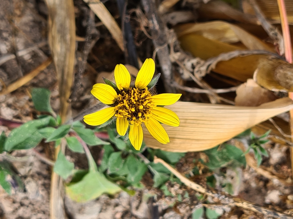 tree marigold from JMV5+2V, 69393 San José Monte Verde, Oax., México on ...