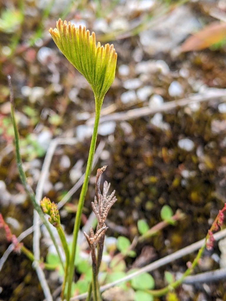 Forked Comb Fern from Huon Valley, TAS, Australia on December 15, 2023 ...