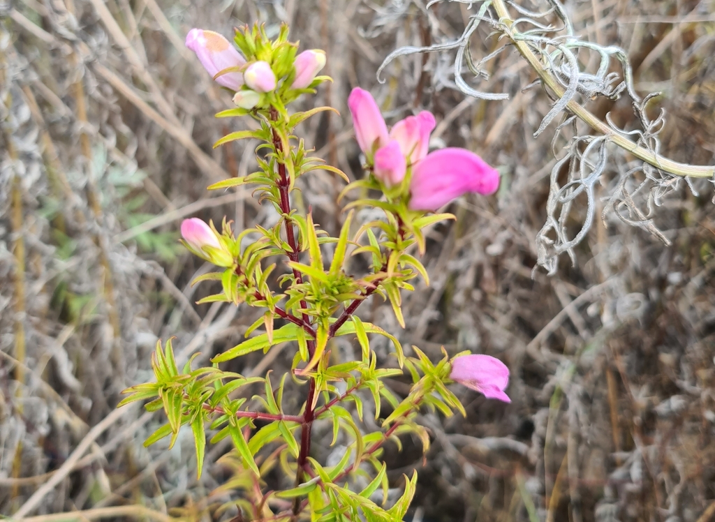 Lamourouxia dasyantha from JMV5+2V, 69393 San José Monte Verde, Oax ...