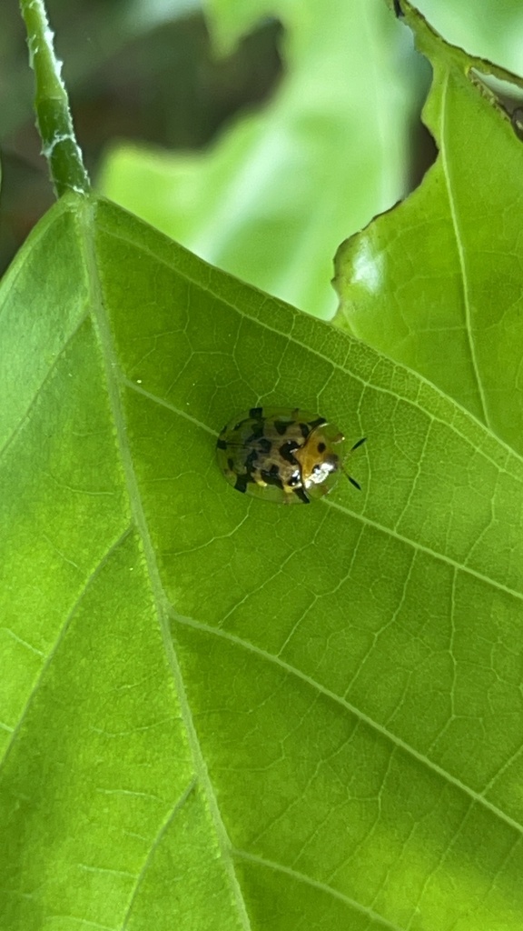 Aspidimorpha deusta from Changi Beach Park, SG on December 17, 2023 at ...