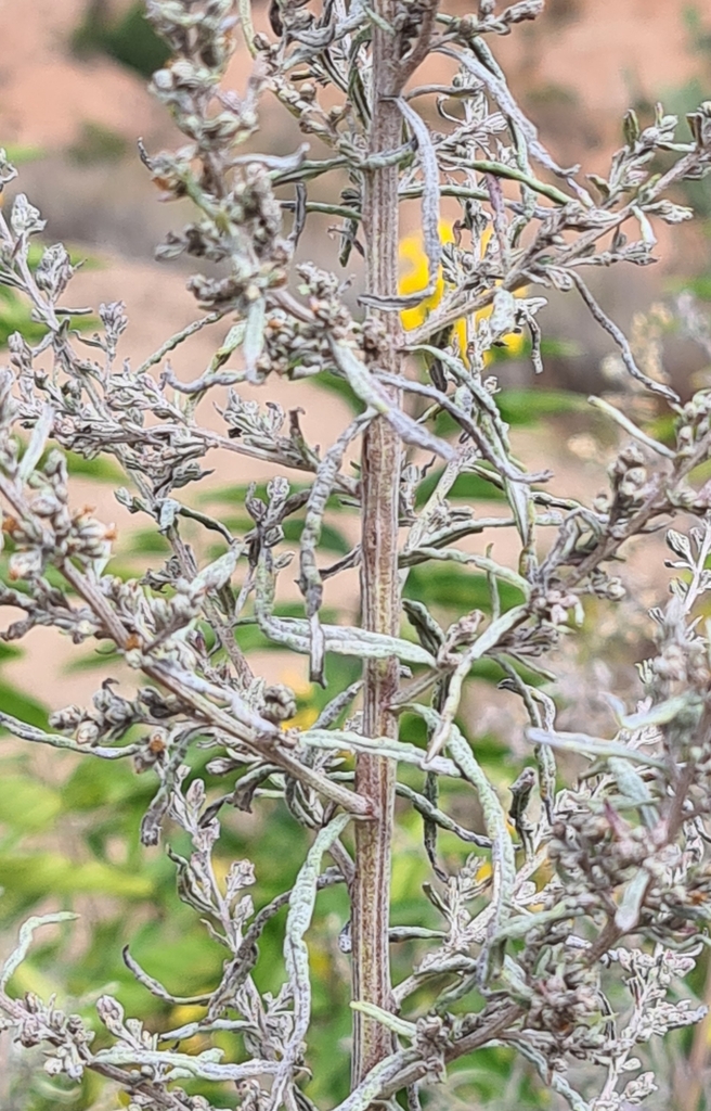 wormwoods and sagebrushes from JMV5+2V, 69393 San José Monte Verde, Oax ...