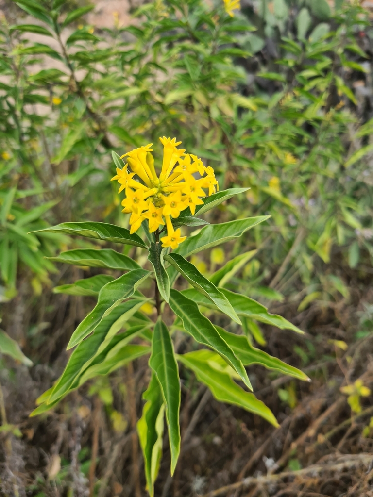 orange cestrum from JMV5+2V, 69393 San José Monte Verde, Oax., México ...