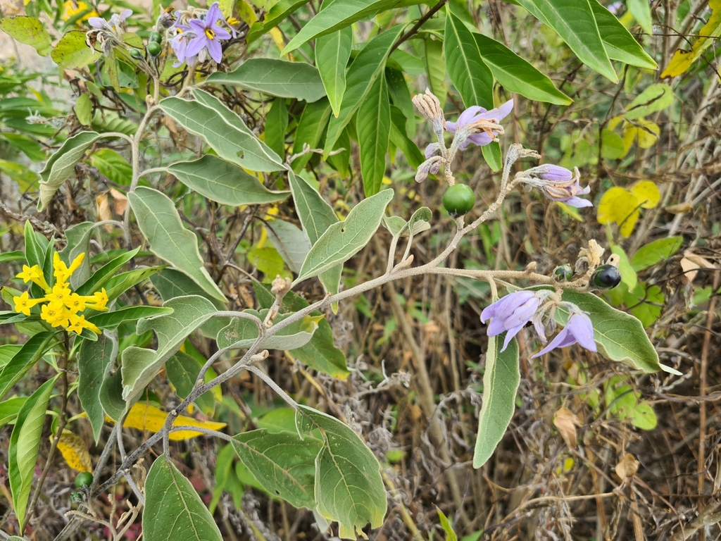 lanceleaf nightshade from JMV5+2V, 69393 San José Monte Verde, Oax ...
