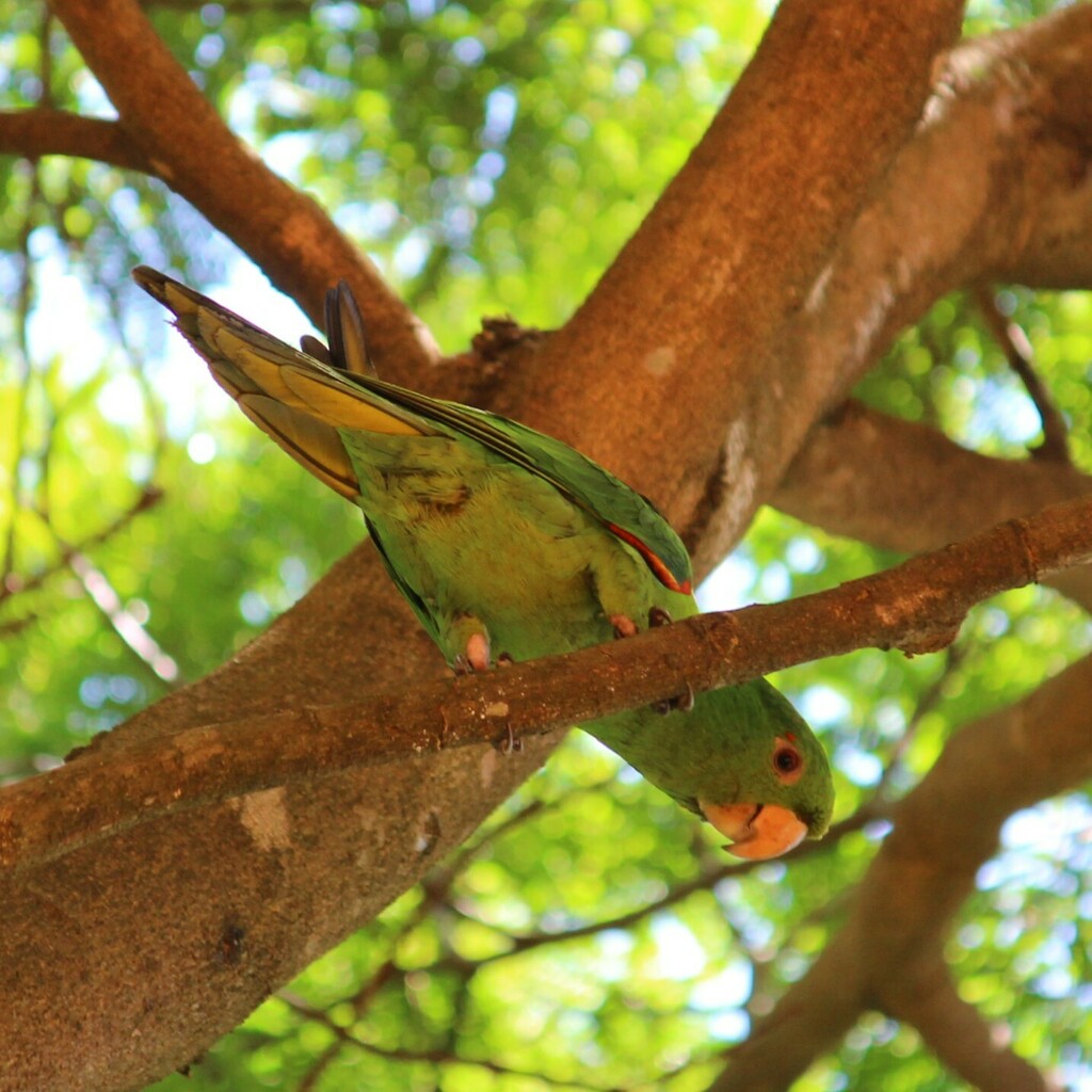 White-eyed Parakeet from Joanópolis - SP, 12980-000, Brasil on December ...