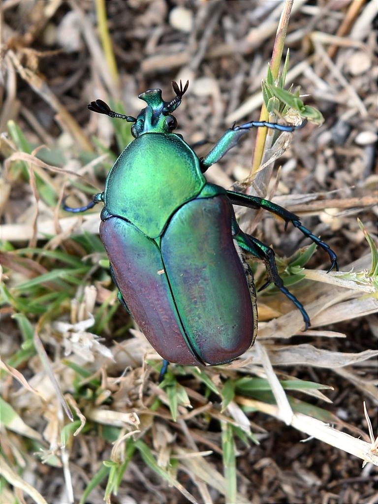 Cotinis laticornis desde Monte Escobedo, Zac., México el 13 de ...