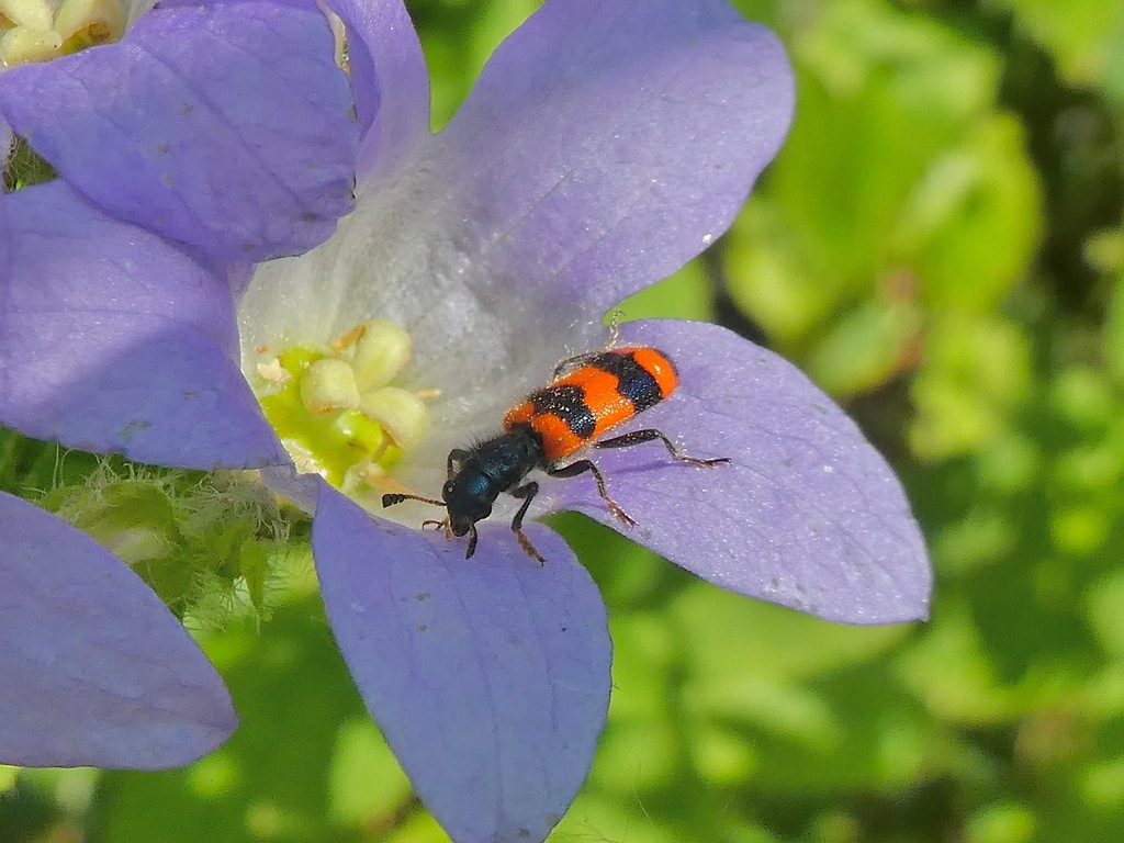 Bee-eating Beetle in June 2023 by grg. 15mm, garden, downtown · iNaturalist