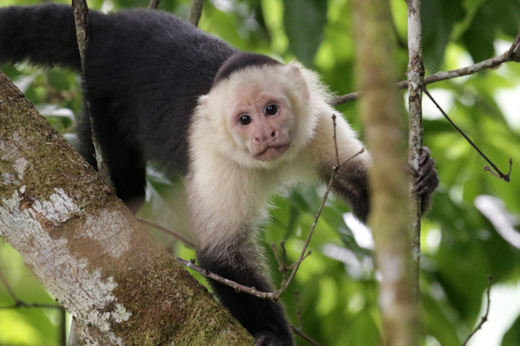 Colombian White-throated Capuchin (Cebus capucinus) - Know Your Mammals