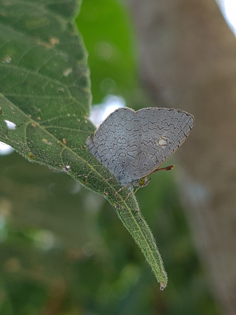 Apefly from FF7C+3FF, Aringay, La Union, Philippines on December 16 ...