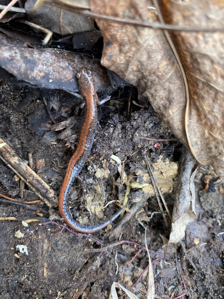Eastern Red-backed Salamander from Madison County, NC, USA on December ...