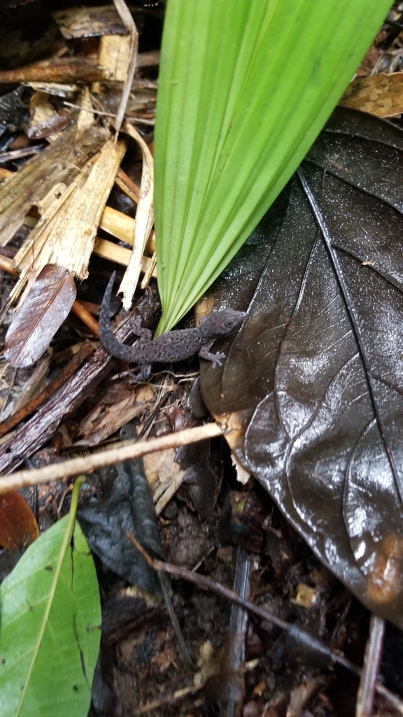 Bay Island Least Gecko from 8CJQ+R3X, Sandy Bay, Bay Islands, Honduras ...