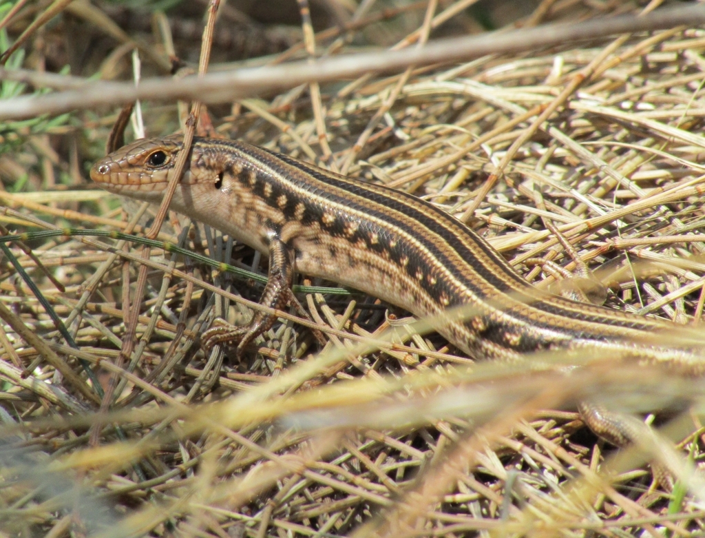 Eastern Striped Skink from Stop 16 Greenhill Rd - North side, Greenhill ...