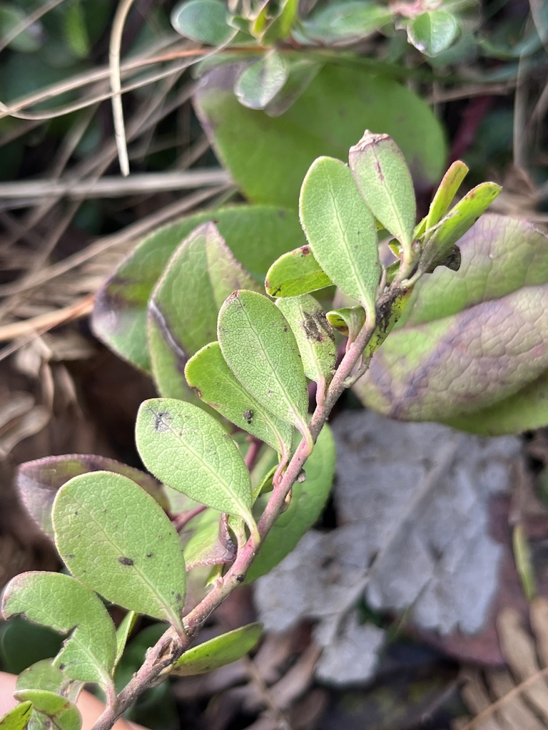 bearberry (CKISS EcoGarden plant list) · iNaturalist