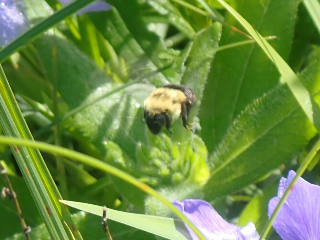Common Eastern Bumble Bee from Sauk County, WI, USA on June 9, 2022 at ...