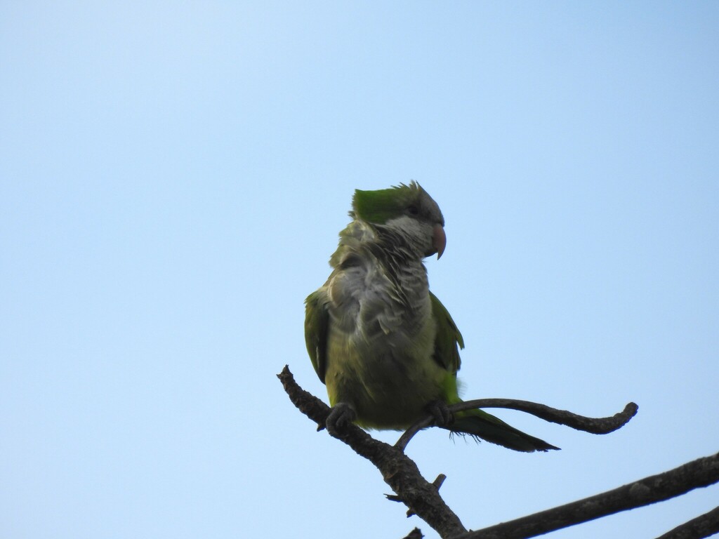 Monk Parakeet from Palo Seco, Toa Baja 00949, Puerto Rico on December ...