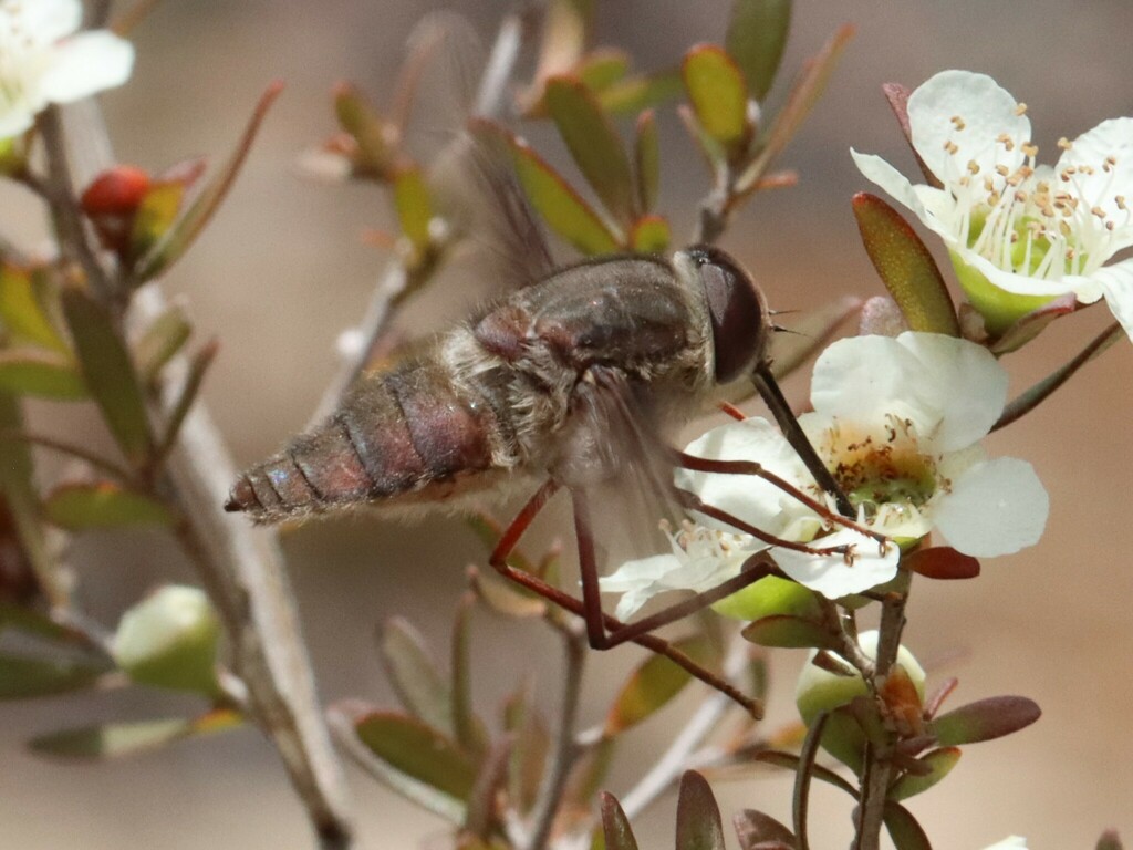 Winged and Once-winged Insects from Sydney NSW, Australia on November 1 ...