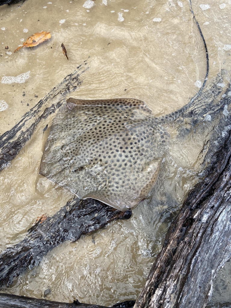 Reticulated Whipray from K'gari QLD 4581, Australia on December 13, 2023 at 09:05 AM by Jake ...