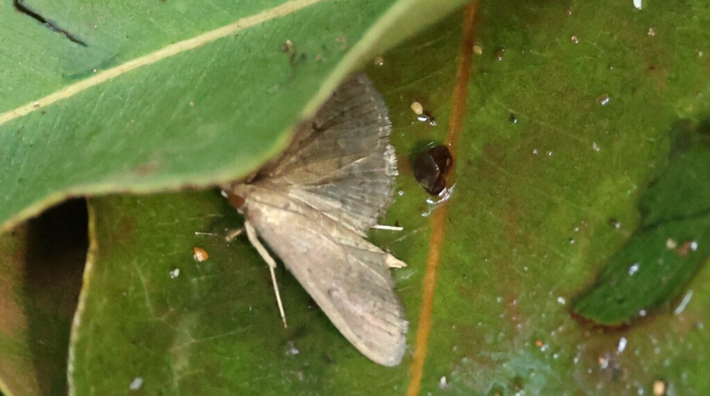 Grass Webworm Moth from Kilauea, HI 96754, USA on December 16, 2023 at ...