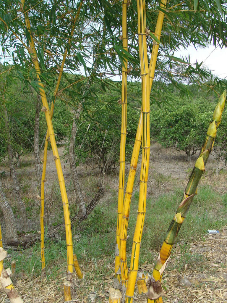 golden bamboo from Tihuatlán, Ver., México on April 23, 2011 at 04:32 ...