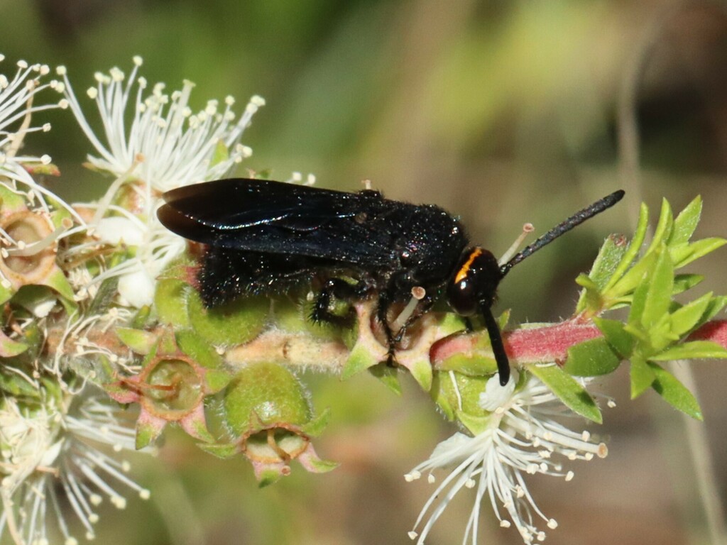Scoliid Wasps from Sydney NSW, Australia on November 7, 2023 at 09:47 ...