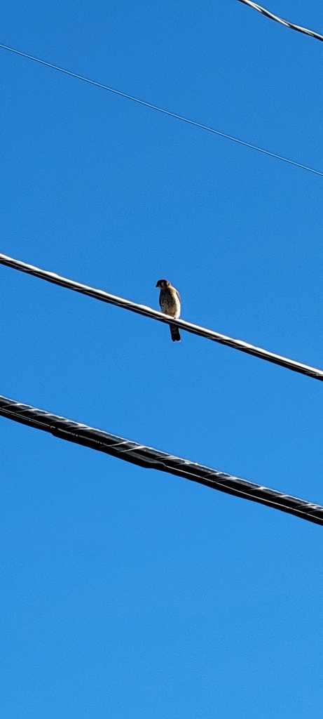 American Kestrel from Dalworthington Gardens, TX, USA on December 16 ...