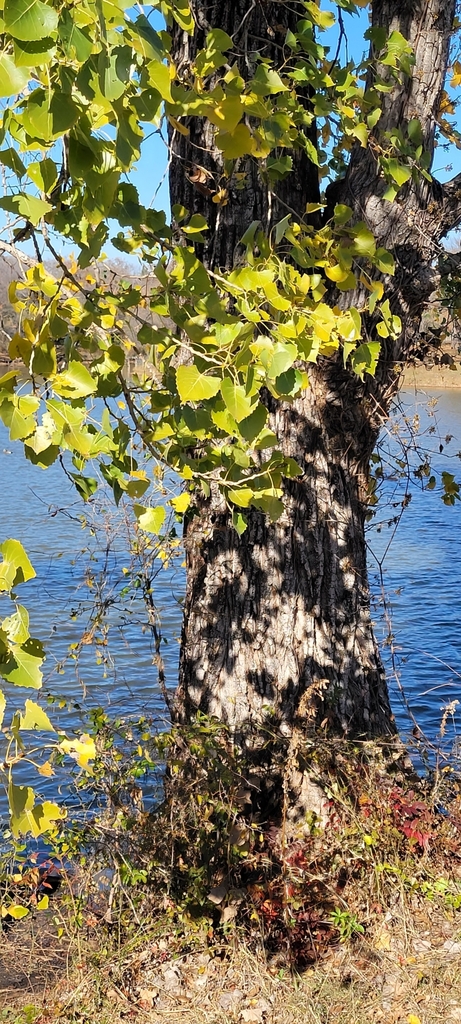 Eastern Cottonwood from Dalworthington Gardens, TX, USA on December 16 ...